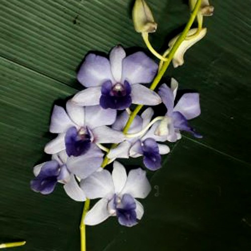 Jual dendrobium mana blue siap bunga | Shopee Indonesia