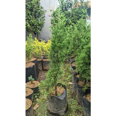 Jual cemara papua (Cupressus Papuanus )1 meter - tanaman cemara papua 1 ...