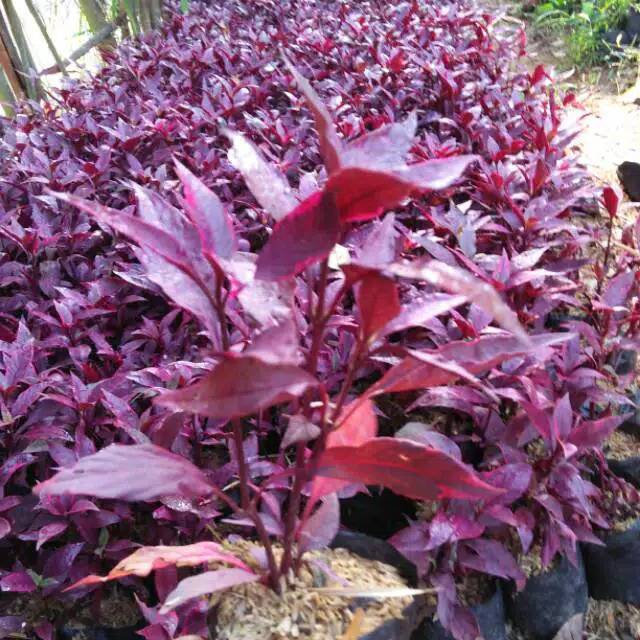 Jual Tanaman hias erpah daun merah | Shopee Indonesia