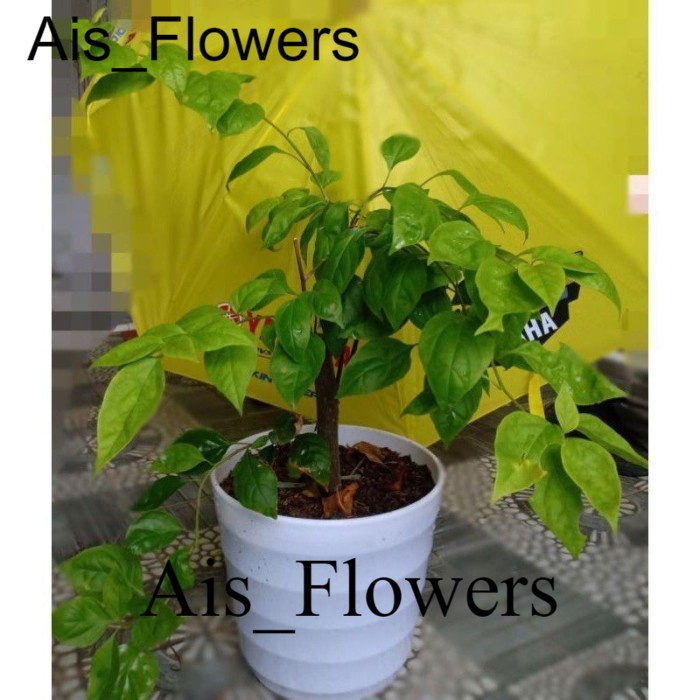 Jual Pohon Bougenville Bengawan Solo Tanaman Hias Tanaman Hias