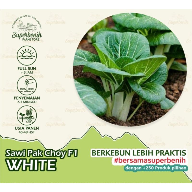 Jual Benih bibit biji sawi pakcoy pokcoy white putih isi 100 | Shopee ...