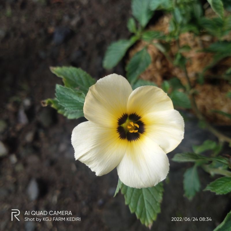 Jual Bibit Tanaman Hias / Bibit Bunga YOLANDA Putih /Pakan Lebah ...
