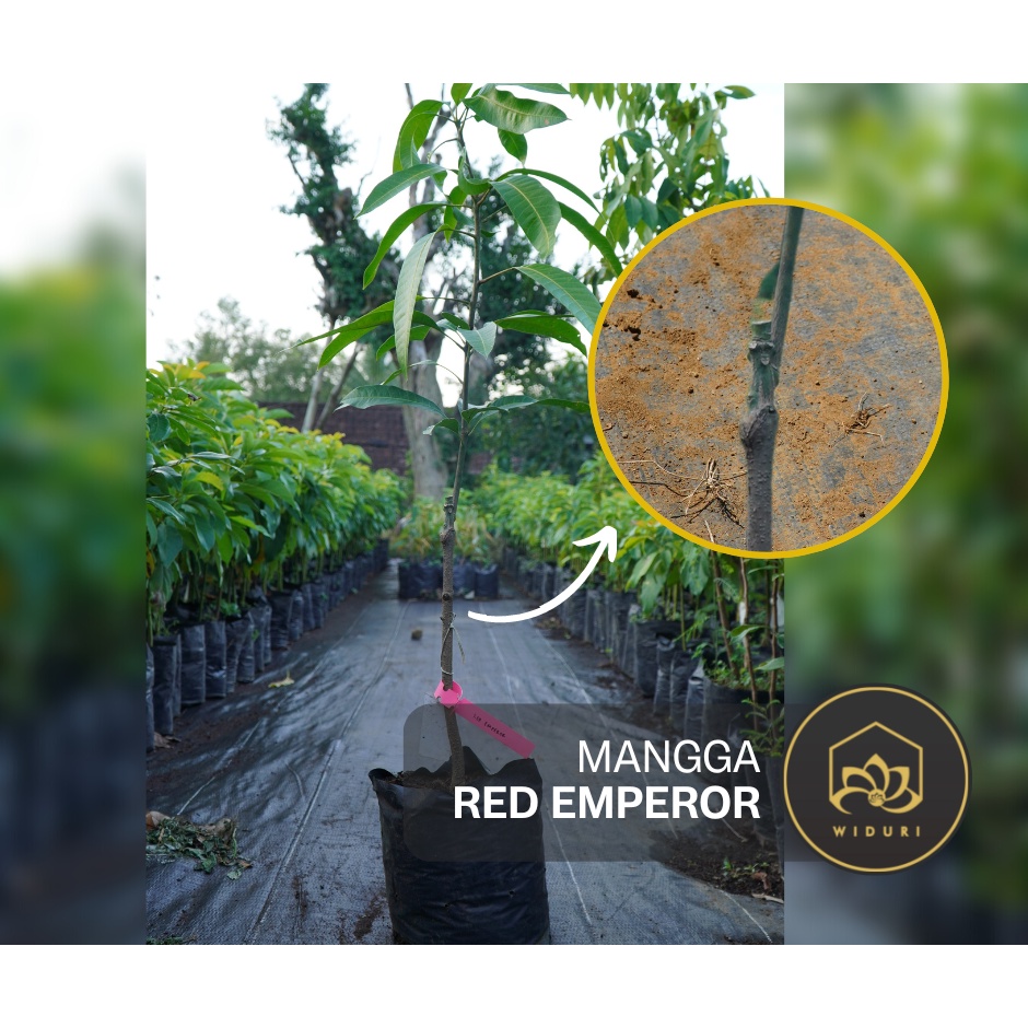 Jual BIBIT MANGGA UNGGUL SUPER | BIBIT MANGGA HASIL SAMBUNG PUCUK (TOP ...