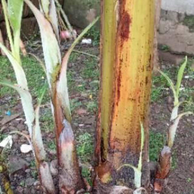 Jual Bibit pisang raja super [ raja original ] | Shopee Indonesia
