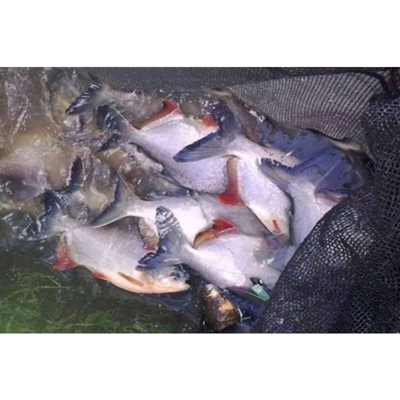 Jual ikan bawal hidup dikirim hidup 1kg | Shopee Indonesia