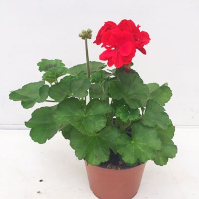 Jual TANAMAN GANTUNG GERANIOUM TANAMAN BUNGA GERANIUM TANAMAN HIAS ...