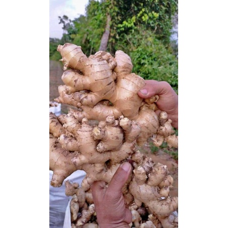 Jual JAHE GAJAH/JAHE PUTIH/JAHE SAYUR | Shopee Indonesia
