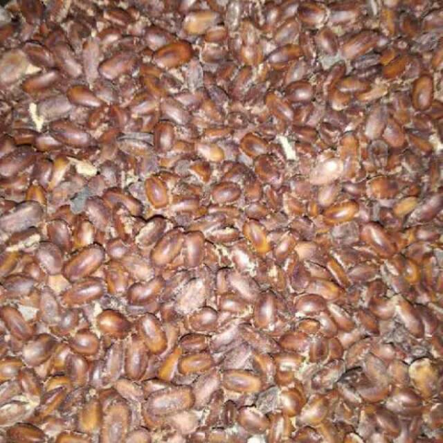 Jual Biji pohon trembesi 100 gram | Shopee Indonesia