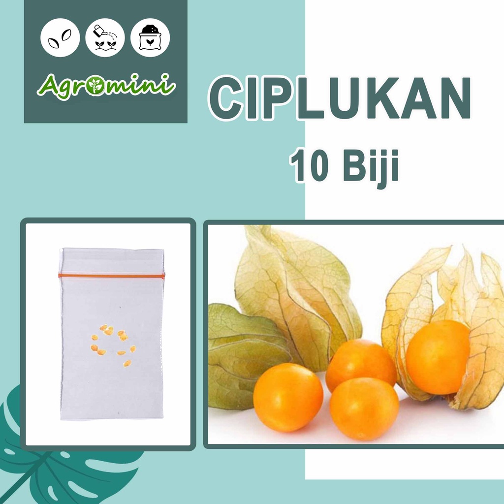 Jual 10 Benih Ciplukan Morel Berry Hijau Bibit Tanaman Buah Buahan ...