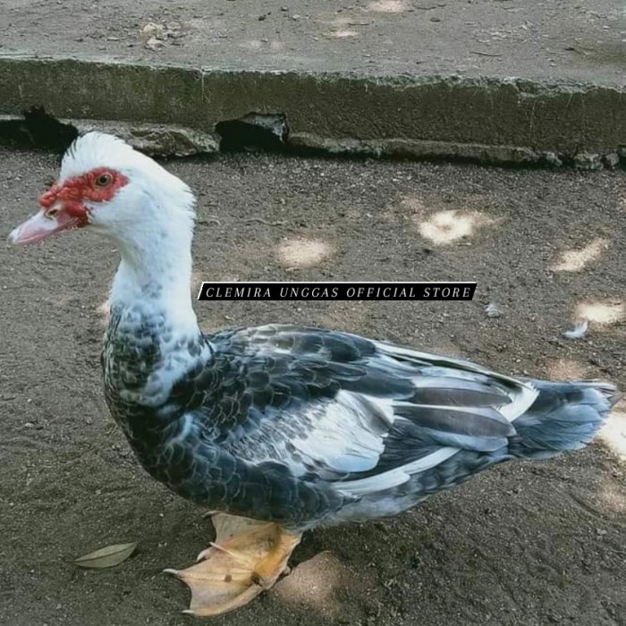 Jual TELUR FERTIL MENTOK/ENTOK JUMBO LEHER PANJANG ASLI BLITAR | Shopee ...