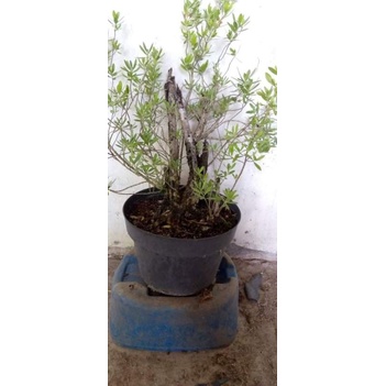 Jual BAHAN BONSAI SANTIGI KARANG | Shopee Indonesia