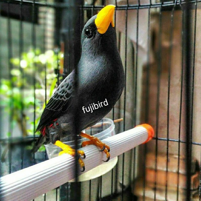 Jual JALAK RIO RIO JANTAN PILIHAN | Shopee Indonesia