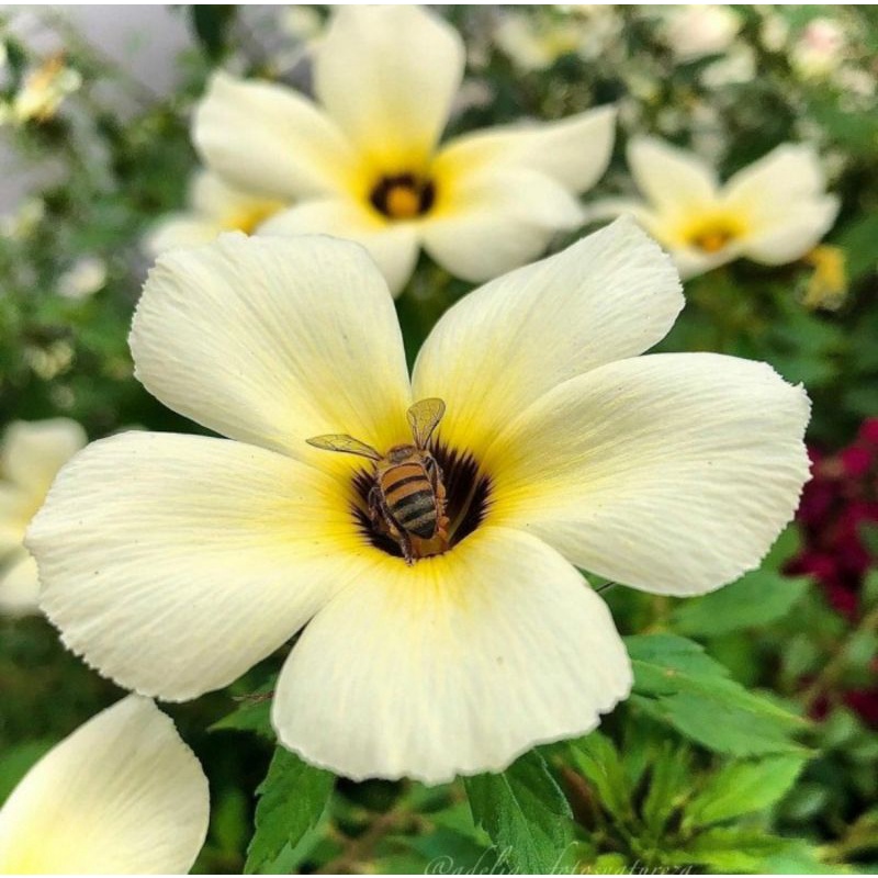 Jual Bunga Yolanda Buttercup Vegetasi Pakan Lebah | Shopee Indonesia