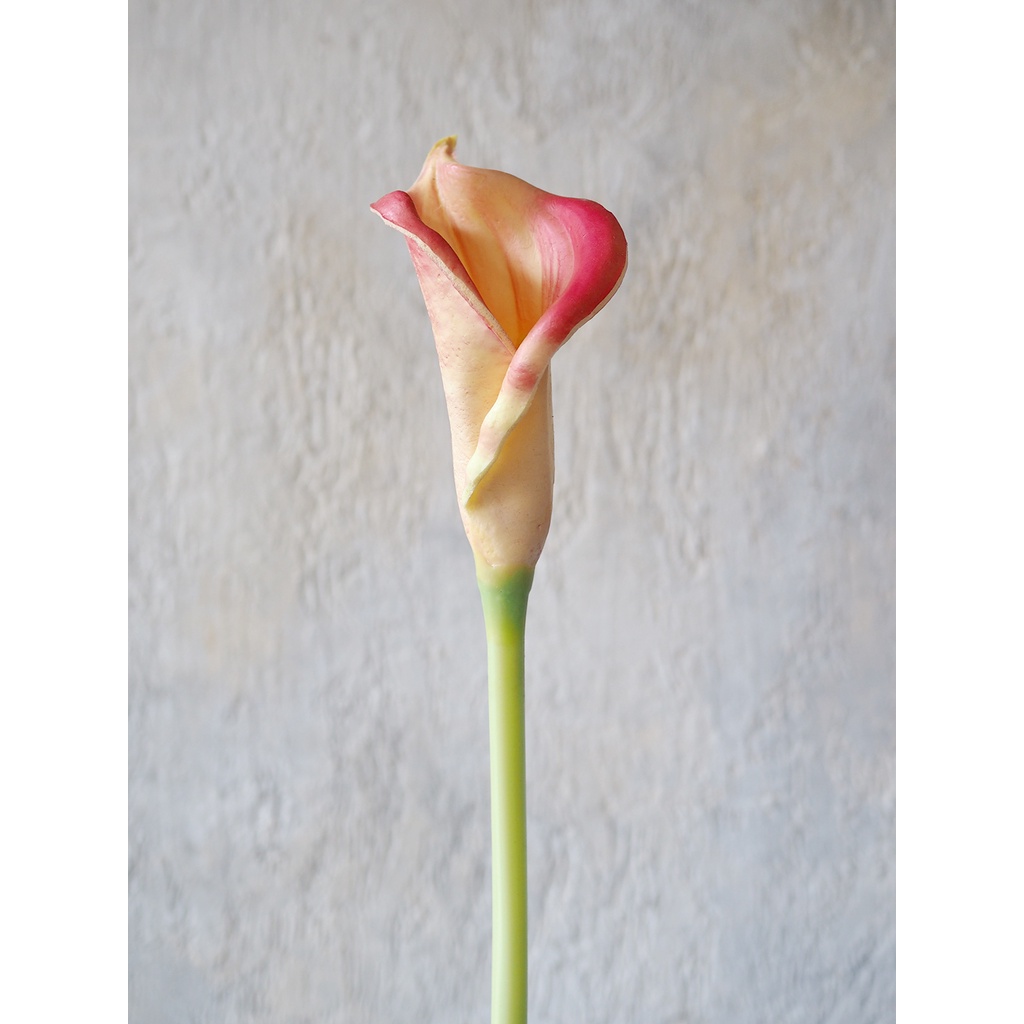Jual Bunga Artificial Calla Lily Foam Kuncup (B22087) | Shopee Indonesia