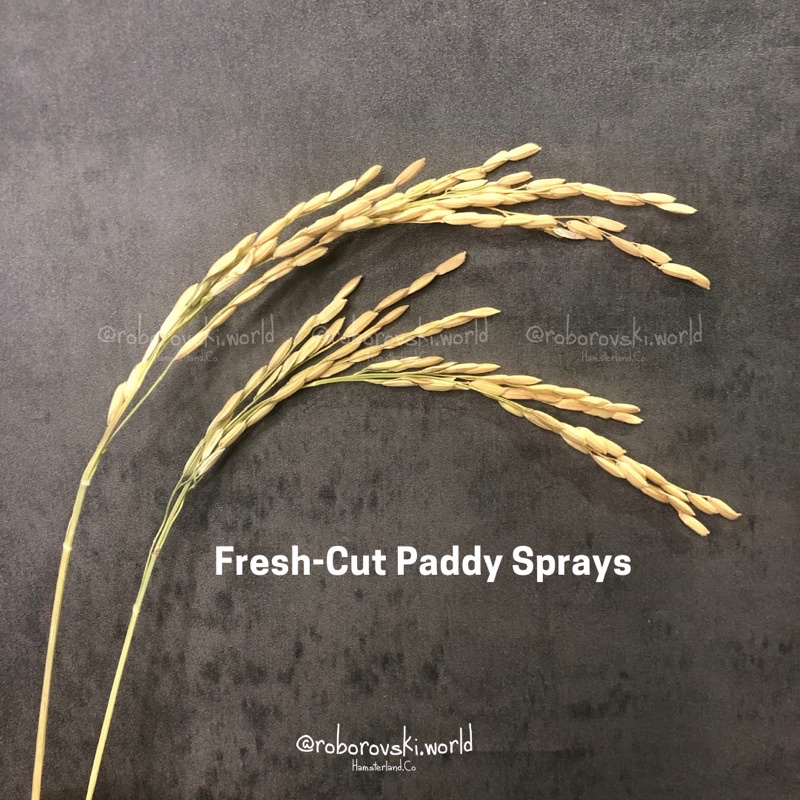 Jual Tangkai Padi Pakan Hamster - Fresh Cut Paddy Rice Sprays | Shopee ...