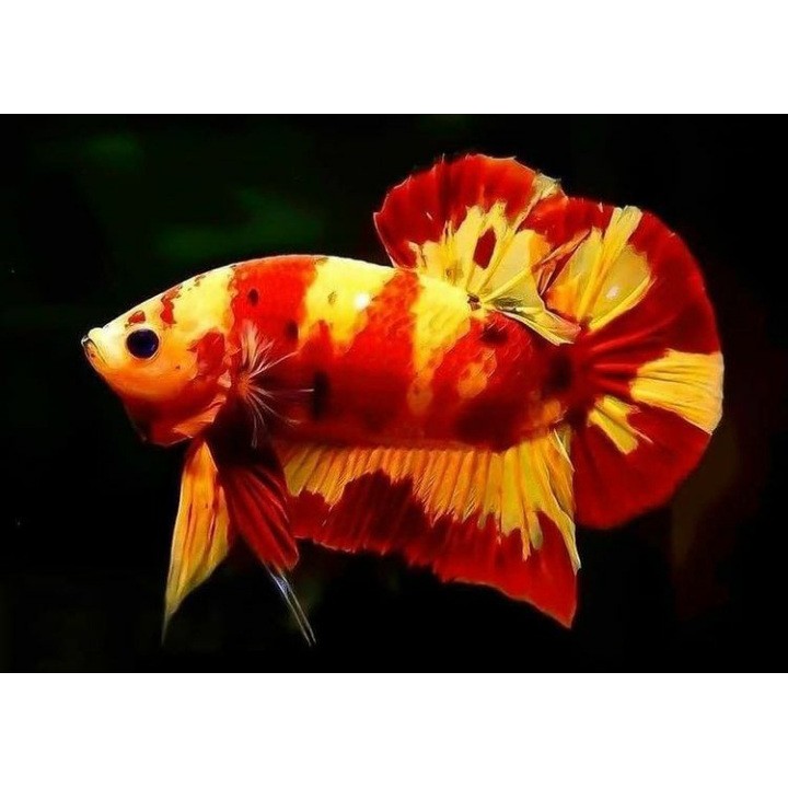 Jual Ikan Cupang Nemo / Leopard / Emerald / Classic / Beli 5 Gratis 1 ...