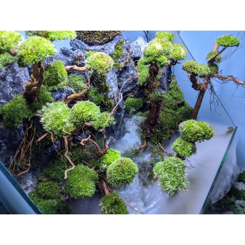 Jual [BELI 3 GRATIS 1] Moss Darat / Moss Mutiara paludarium vivarium ...