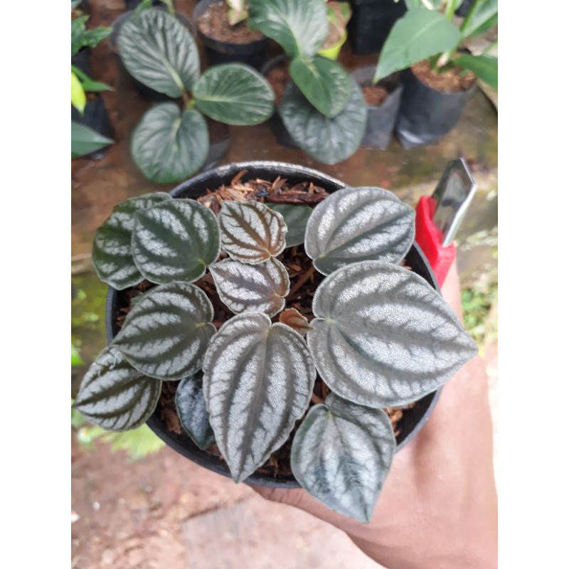 Jual Peperomia Watermelon Silver | Shopee Indonesia
