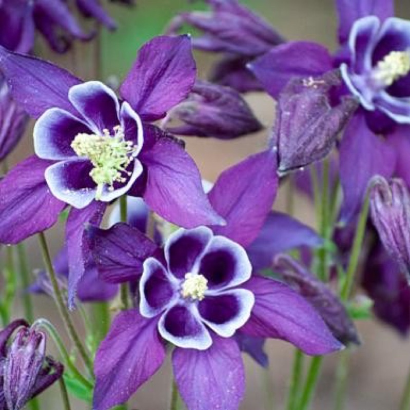 Jual Amefurashi 1 Benih/Bibit Seeds Bunga Columbine Aquilegia Purple ...
