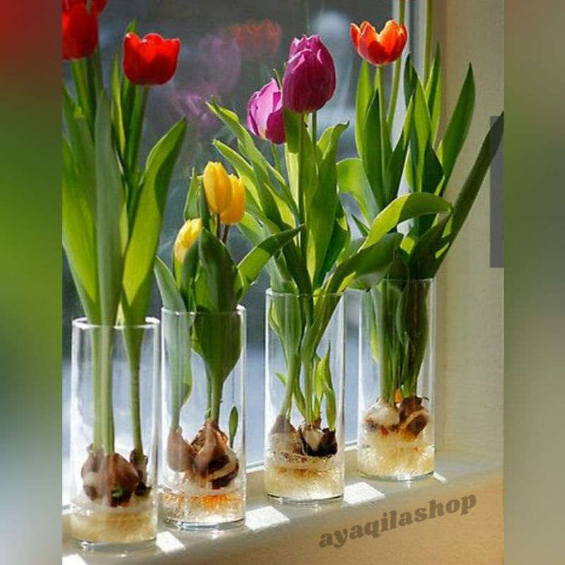 Jual VAS BUNGA BAMBU / VASE BAMBOO / VAS BUNGA KACA BENING / VAS BUNGA ...