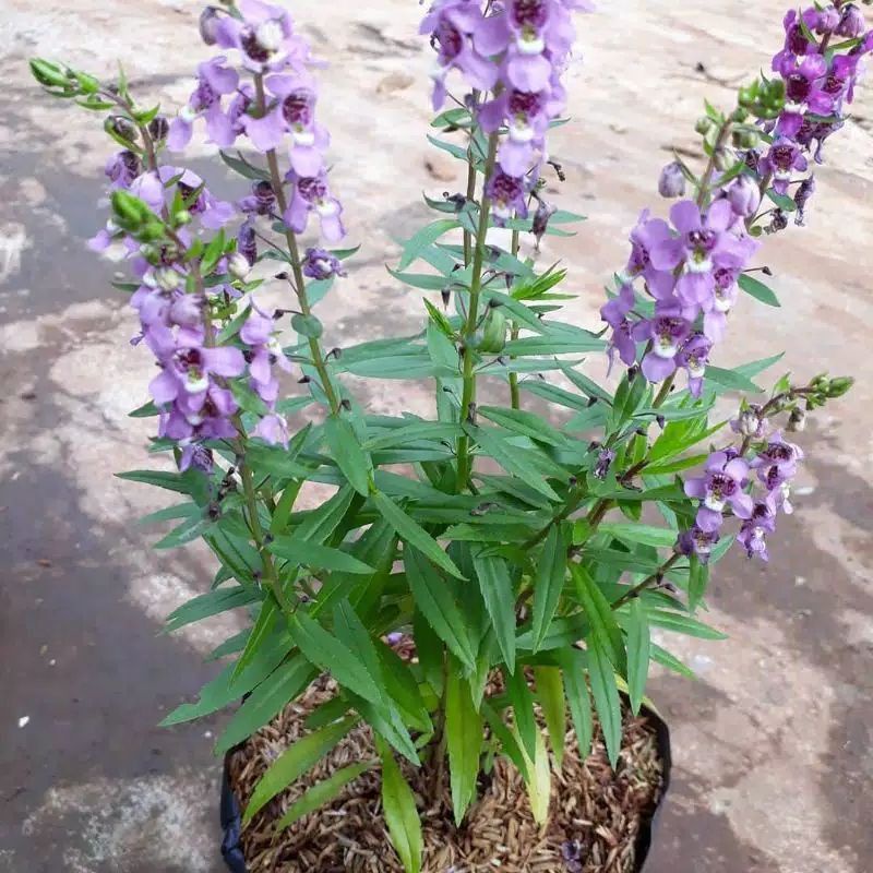 Jual Tanaman Hias Bunga Lavender Ungu Angelonia//Tanaman Pengusir ...