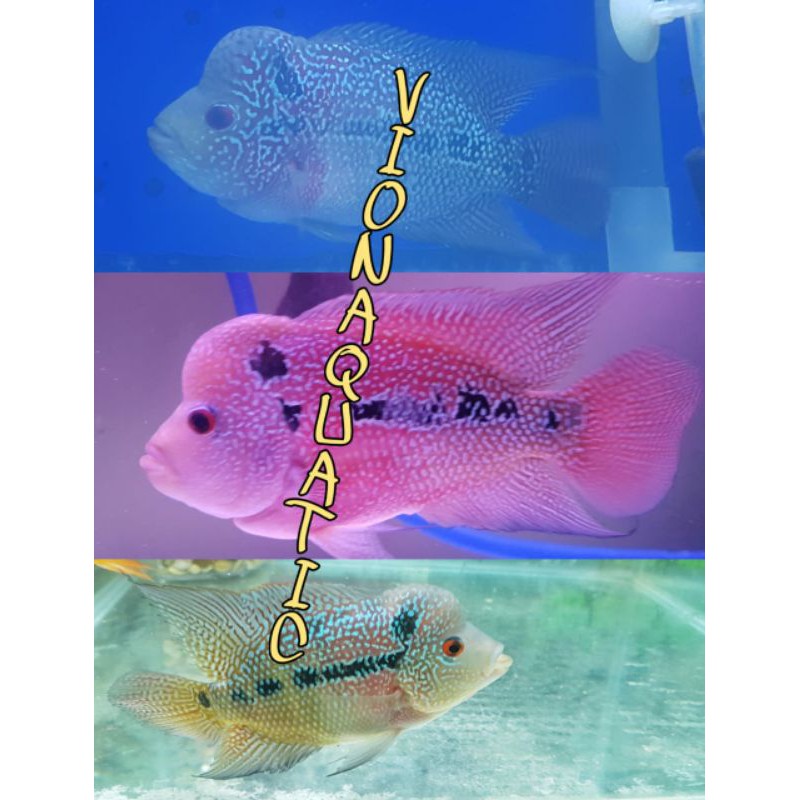 Jual Ikan Hias Louhan Lohan Jenis SRD SRM dan Cenchu Hiasan Aquarium ...