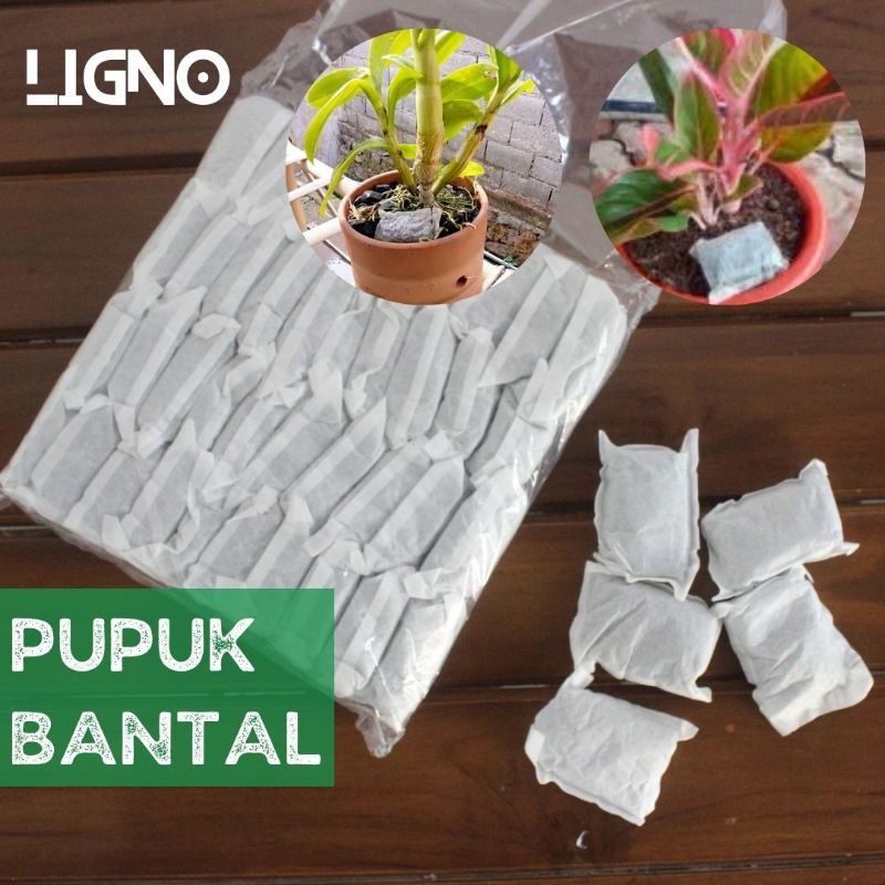 Jual PUPUK BANTAL Anggrek, Anglonema, Bunga - Slow Release | Shopee ...