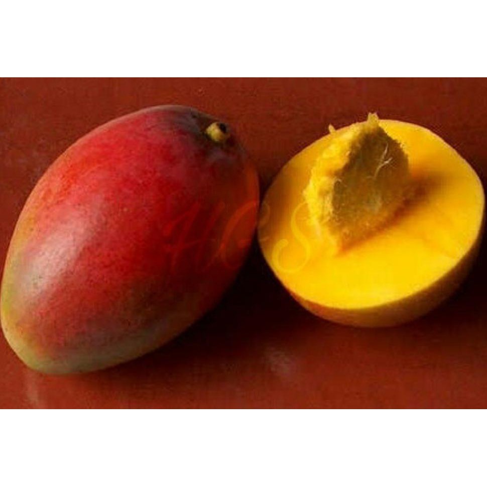 Jual *_$ TANAMAN BUAH MANGGA GARIFTA MERAH / GARIFTA ORANGE KW A1 ...