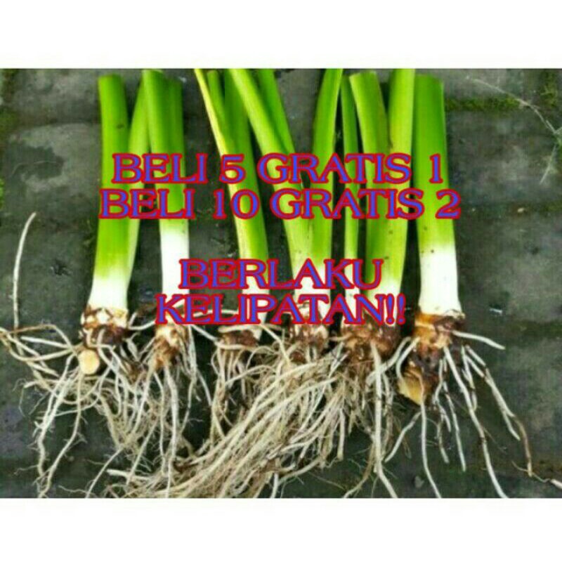Jual BIBIT TALAS BENENG JUMBO ASLI | Shopee Indonesia