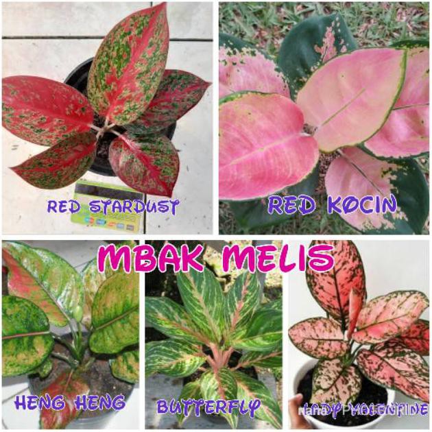 Jual Paket 5 Batang Bibit Bunga Aglonema Tanaman Hias Indoor Cantik Nan ...
