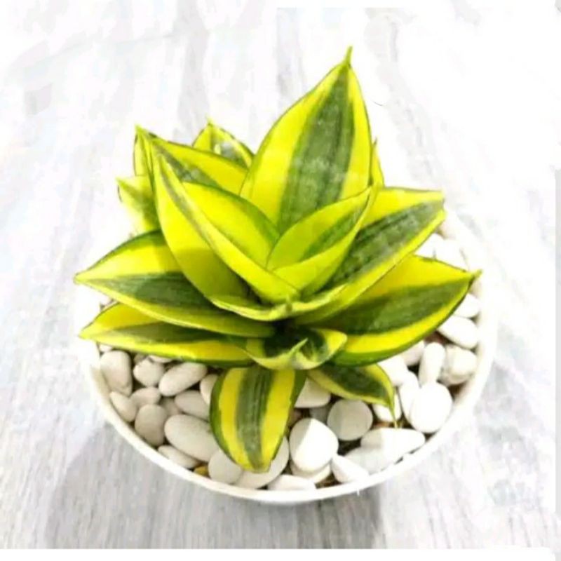 Jual Sansevieria tapis kodok kuning/lidah mertua kuning mini | Shopee ...