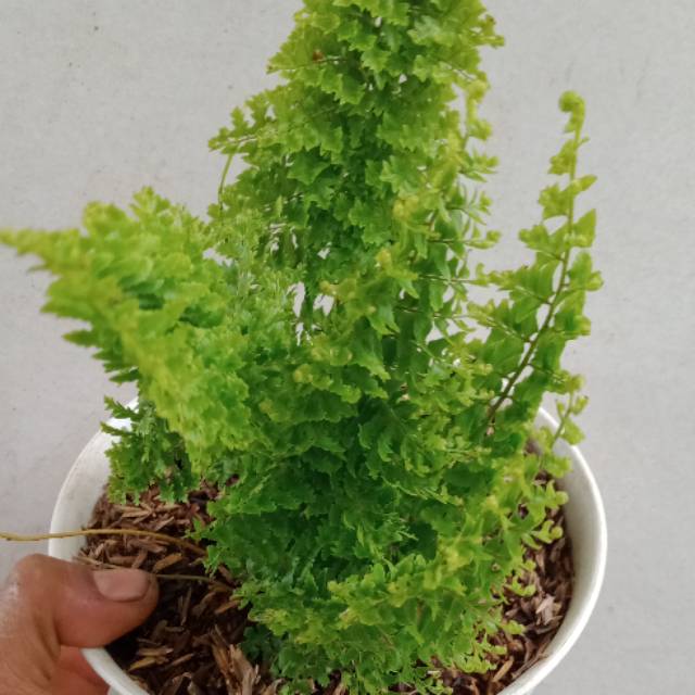 Jual Tanaman hias Pakis Embun (hijau) | Shopee Indonesia