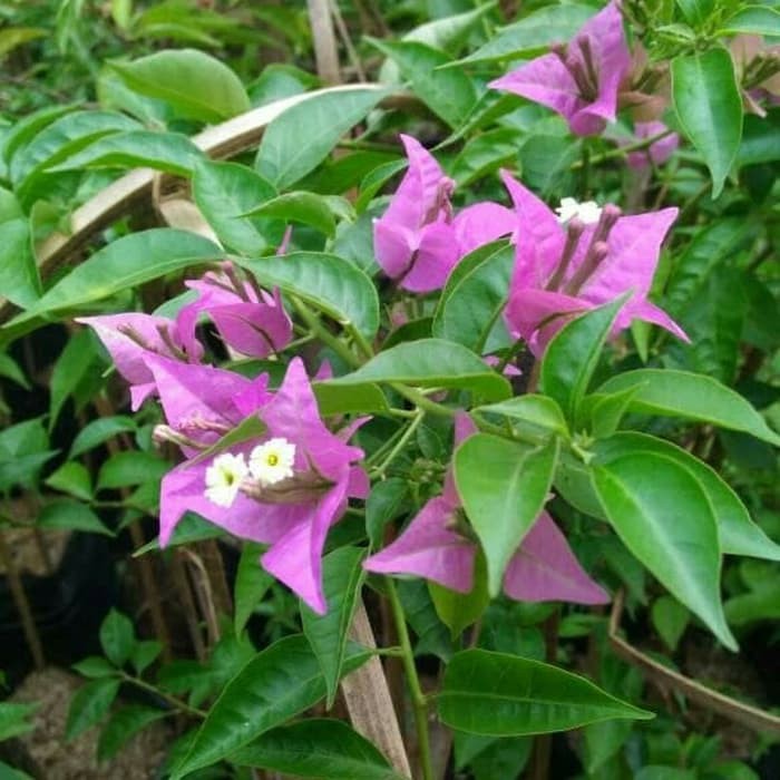 Jual Tanaman Hias Bougenville Bunga Ungu - Pohon Bougenville (Bunga ...