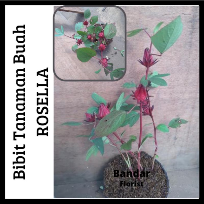 Jual Tanaman buah Herbal Rosella sudah berbuah murah bergaransi - Buah ...