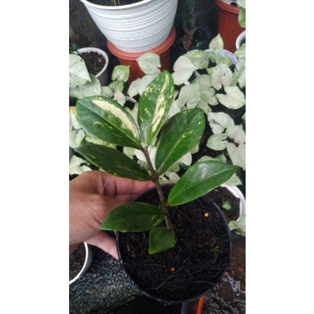 Jual zamia varigata / zz varigata | Shopee Indonesia