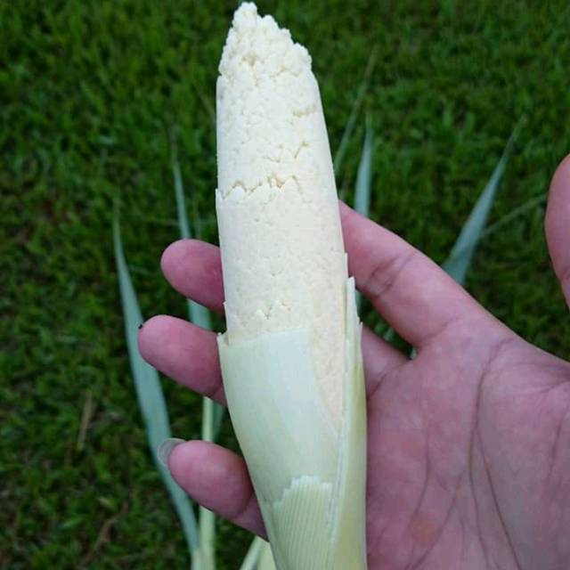 Jual Trubuk,turubuk,telor tebu,endog tiwu press(250gram) | Shopee Indonesia