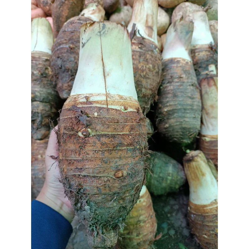Jual Talas Kalimantan / Talas Mentah fresh / Keladi Mentah / Tales ...