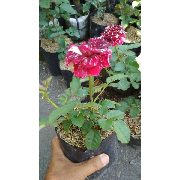 Jual 10 BUNGA MAWAR BATIK MERAH PUTIH BINTIK BINTIK | Shopee Indonesia