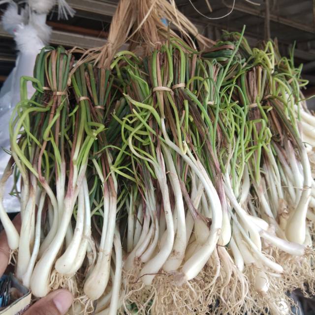 Jual lengkio / lokio | Shopee Indonesia