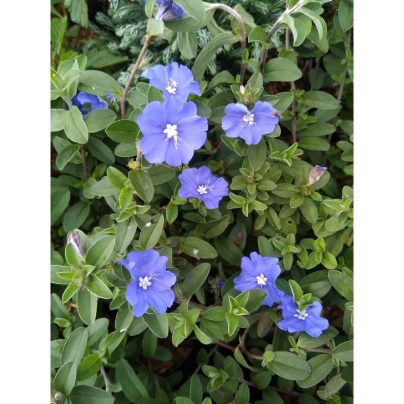 Jual TANAMAN BUNGA BABY BLUE EYES | Shopee Indonesia