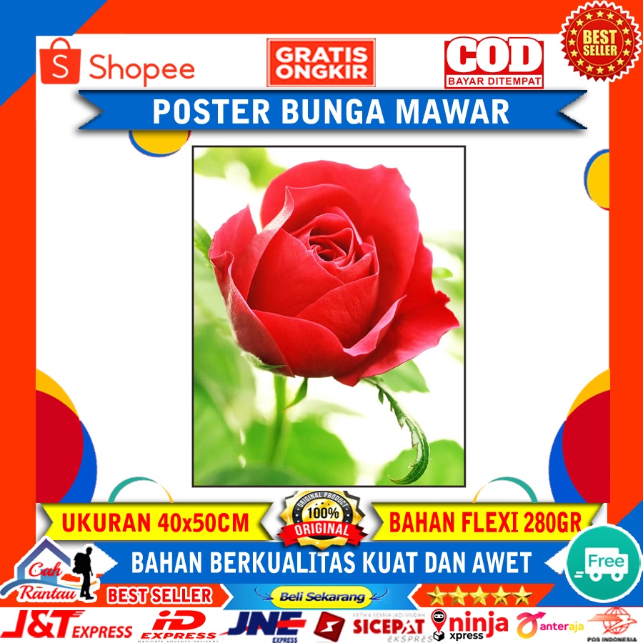 Jual Poster Gambar Mawar Mekar Merah | Shopee Indonesia