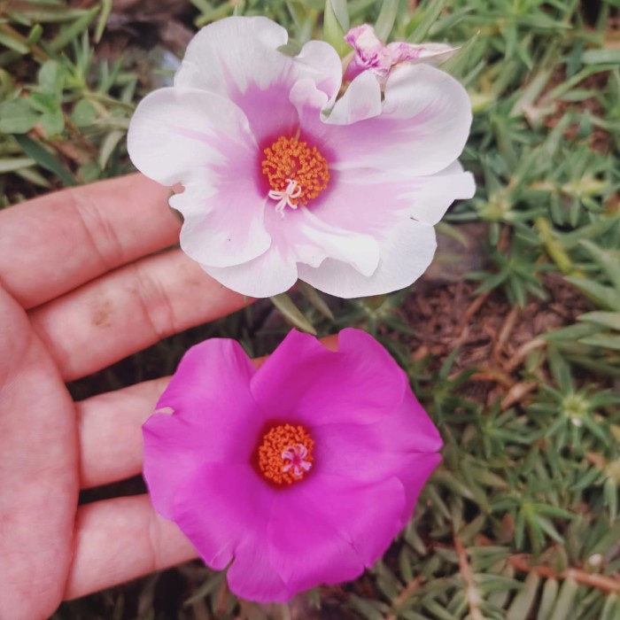 Jual Tanaman Sutra Bombay Hidup, Rumput Berbunga, Bunga Taman | Shopee ...