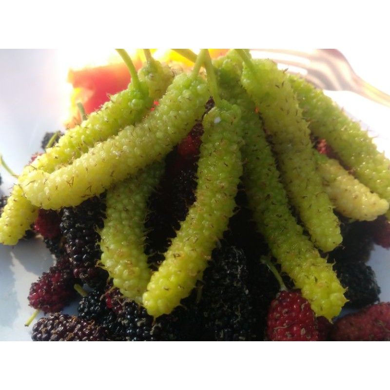 Jual cutting Long white murbei | Shopee Indonesia