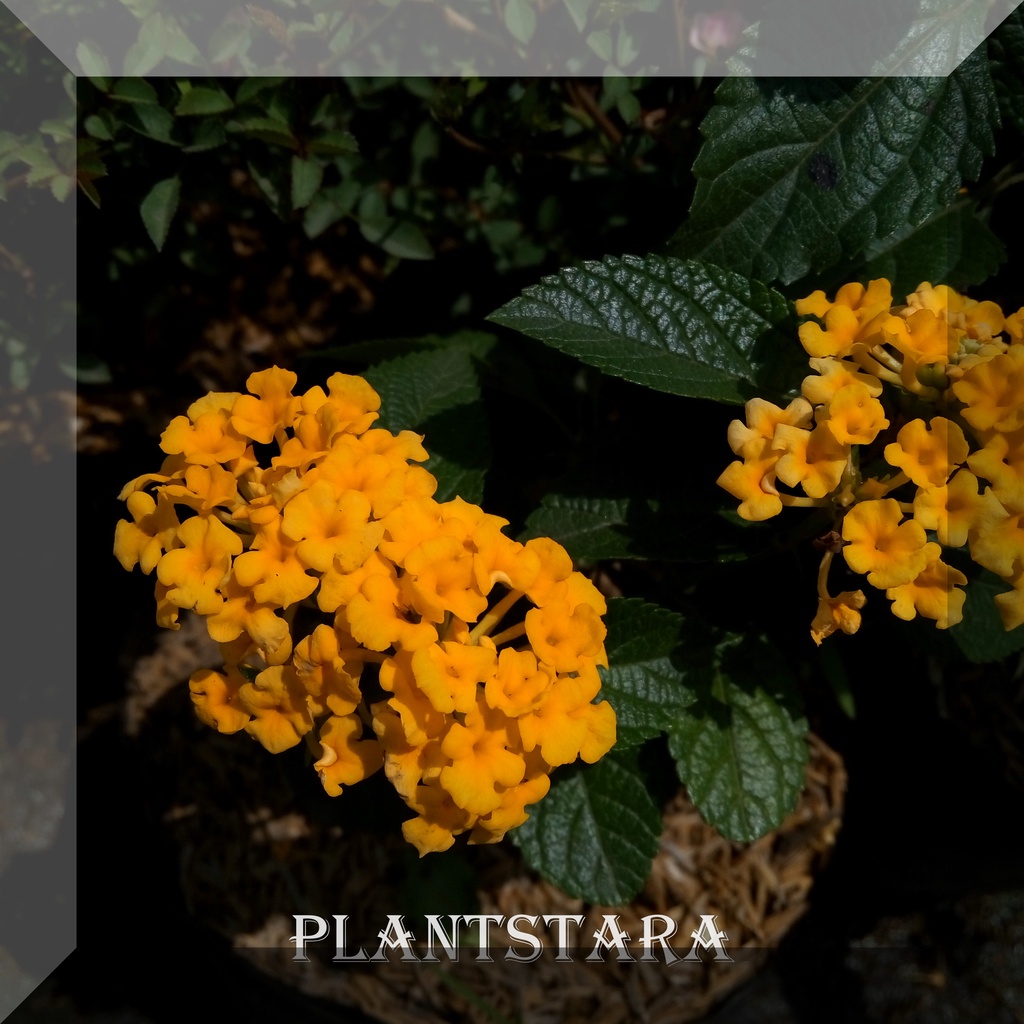 Jual Pohon Tanaman Bunga Lantana Kuning (Lantana camara) Rimbun ...