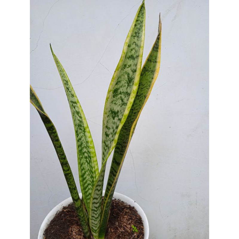 Jual Sansivera Kuning | Shopee Indonesia