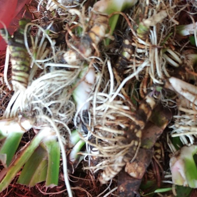 Jual Jeringau Jringo Akar tanaman | Shopee Indonesia