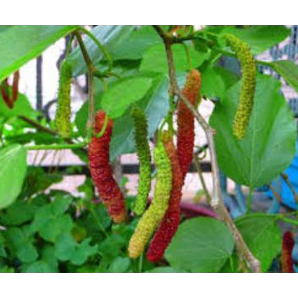 Jual R*O Tanaman Bibit Buah Long Murbei R% Kekinian♨ | Shopee Indonesia