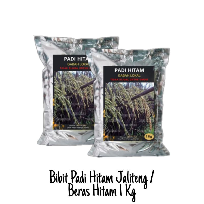 Jual Benih Padi Hitam Jaliteng / Beras Hitam 1 Kg | Shopee Indonesia