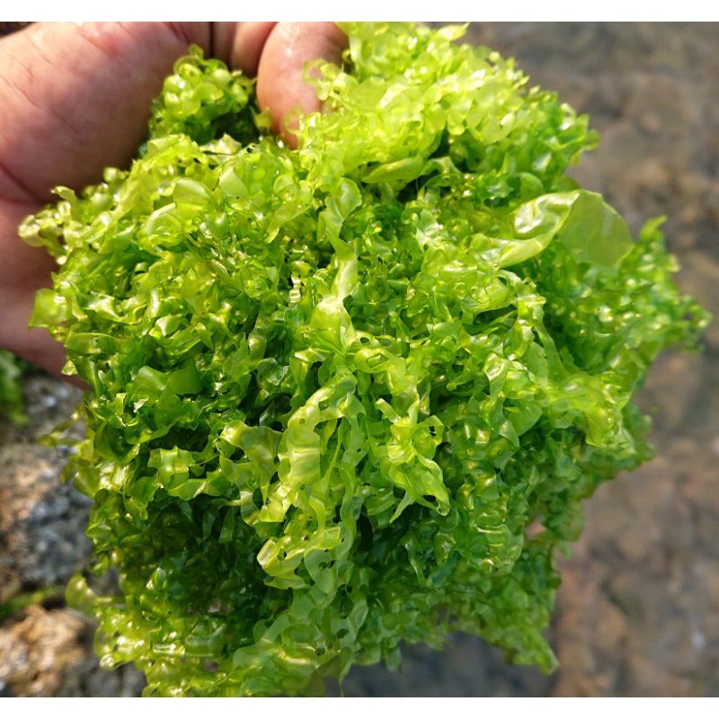 Jual ulva lactuca, aseman, selada laut, caulerpa,angguran, glacilaria ...