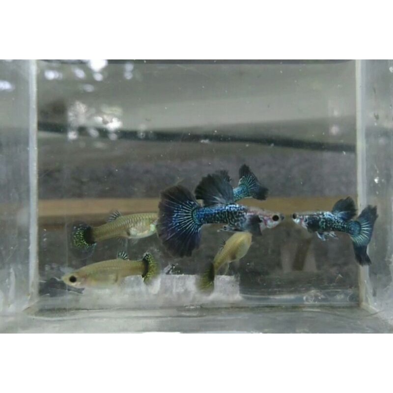 Jual PROMO GUPPY BLUE DRAGON MURAH/ GAPPY BLUE DRAGON LENGKAP/ GAPY ...